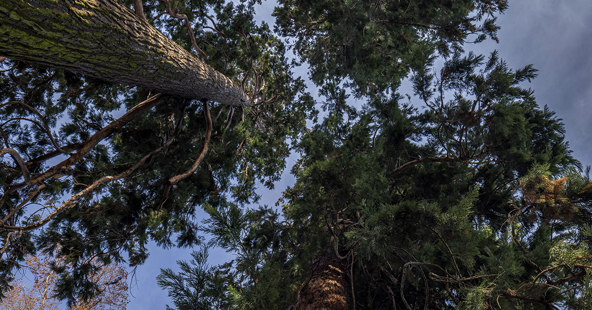 TUDOR's Commitment to Sustainability | TUDOR Watch